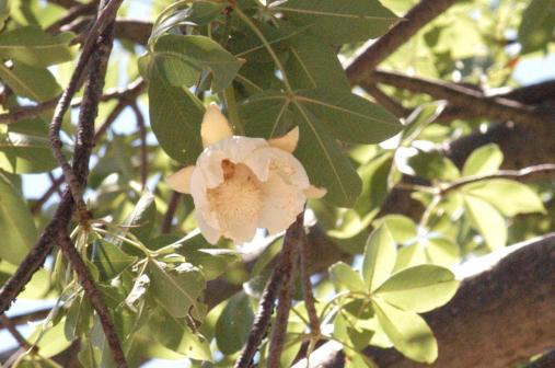猴面包树（木棉科猴面包树属植物）_百度百科