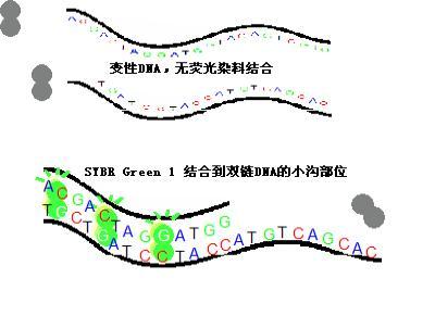 SYBR Green I_百度百科
