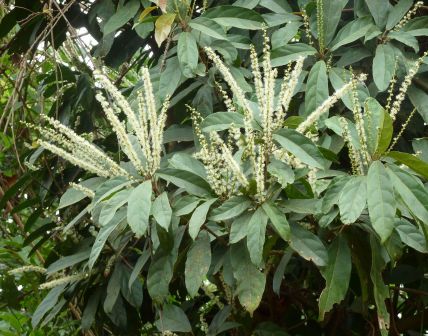 Mareya micrantha_百度百科