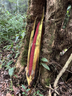 Pandanus conoideus_百度百科