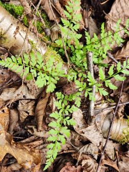 Cystopteris tenuis_百度百科