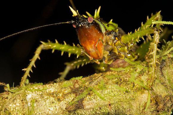 鬼王螽斯_百度百科