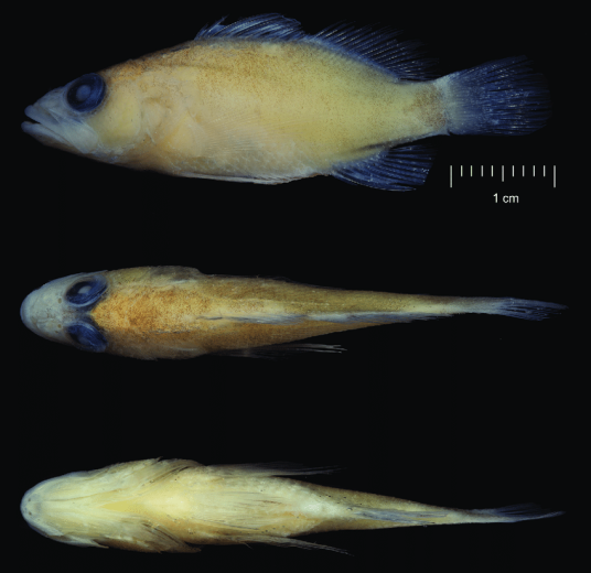 Plectranthias ahiahiata_百度百科