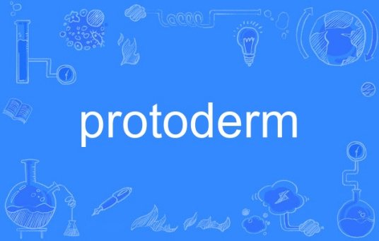 protoderm_百度百科