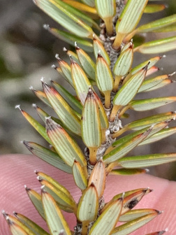 Planocarpa sulcata_百度百科