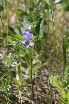 Viola stagnina_百度百科