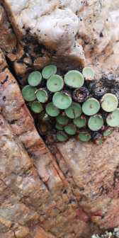 Conophytum crateriforme_百度百科