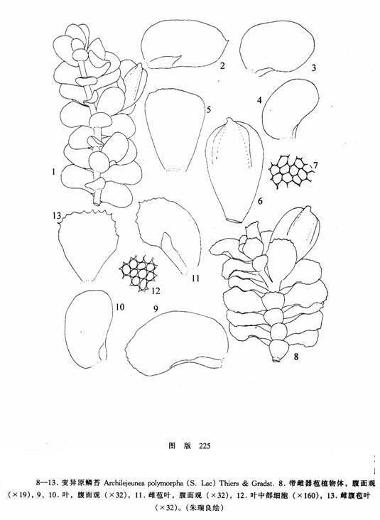 变异原鳞苔_百度百科