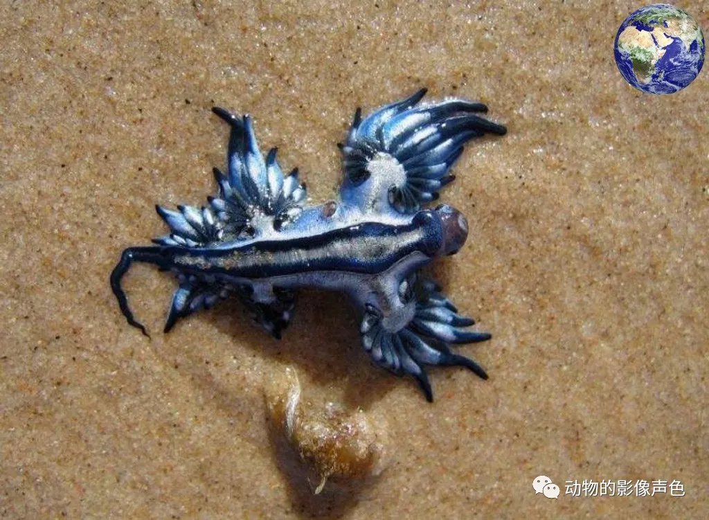 这种动物雌雄同体自己就可以与自己交配，被人们称作海兔子_百科TA说