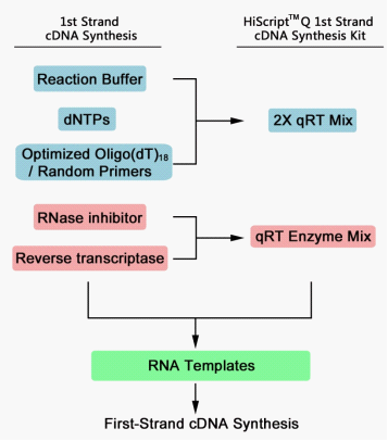 cDNA_百度百科