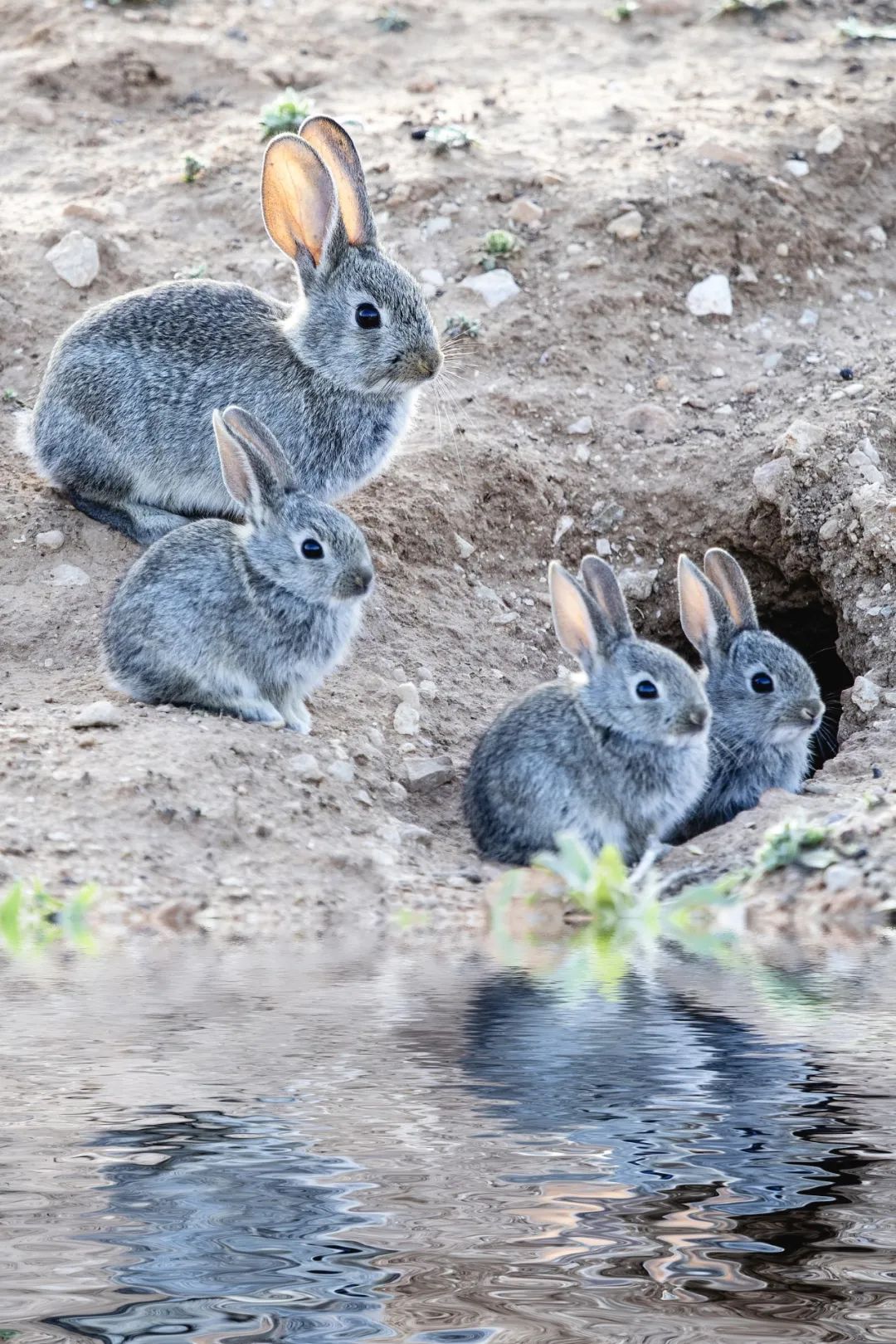 兔年来了！除了可爱，兔兔们还隐藏着怎样的实力？_百科TA说