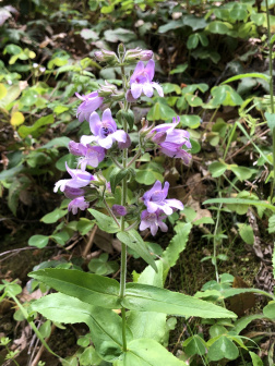 Penstemon rattanii_百度百科