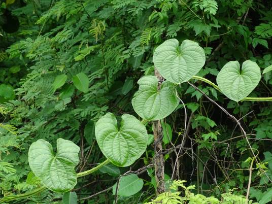 Dioscorea preussii_百度百科