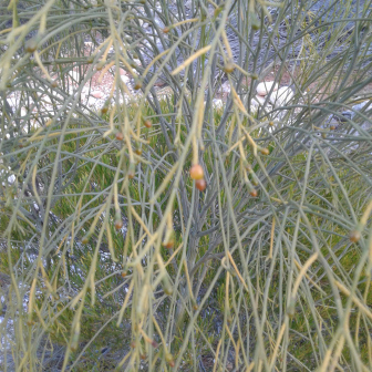 Exocarpos sparteus_百度百科