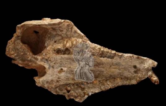 上新蹄兔_百度百科