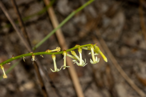 Stackhousia aspericocca_百度百科