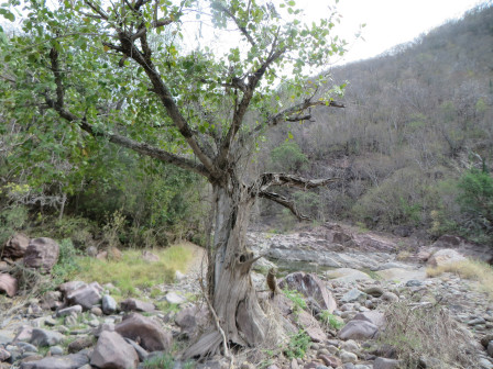 Ficus cotinifolia_百度百科