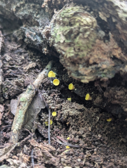 黄小孢盘菌_百度百科