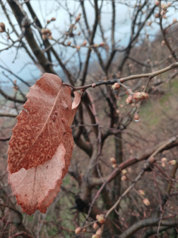 Quercus brantii_百度百科
