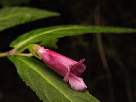 Chelonopsis longipes_百度百科