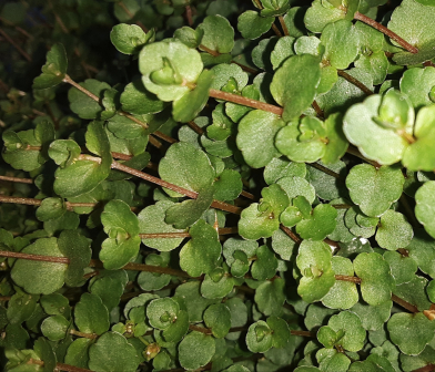 Chrysosplenium americanum_百度百科