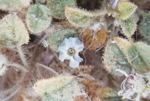 Cleome droserifolia_百度百科