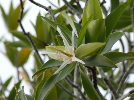 Pelliciera rhizophorae_百度百科