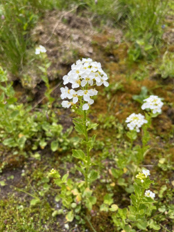 Cardamine cordifolia_百度百科