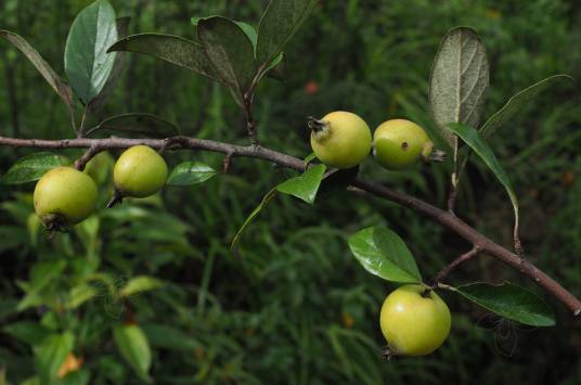 云南多依_百度百科