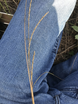 Elionurus tripsacoides_百度百科