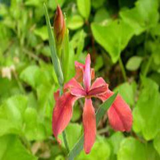 Iris fulva_百度百科