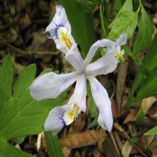 Iris cristata 'Powder Blue Giant'_百度百科