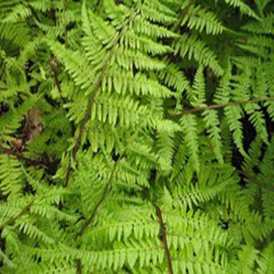 Athyrium filix-femina var. angustum_百度百科