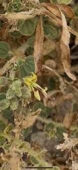 Cleome droserifolia_百度百科
