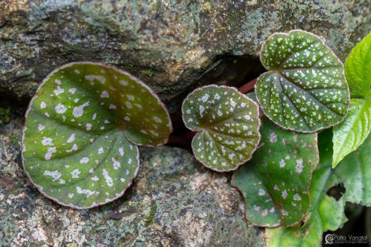 Begonia alicida_百度百科