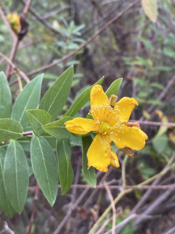 Hypericum roeperianum_百度百科