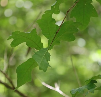 Quercus austrina_百度百科