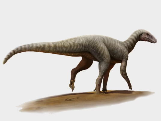 暴雨龙_百度百科