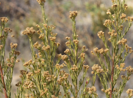 柳菀属_百度百科