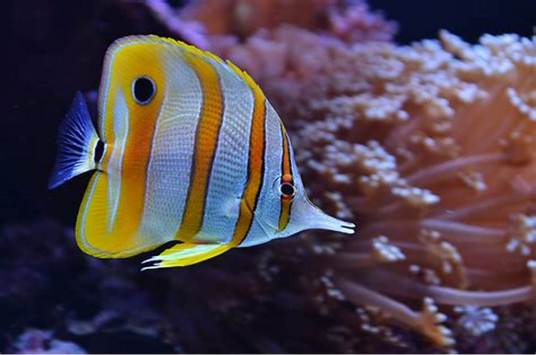 钻嘴鱼科_百度百科