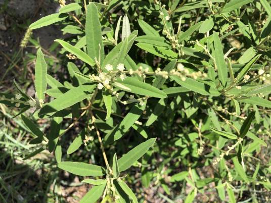 Croton linearis_百度百科