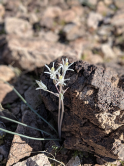 Androstephium breviflorum_百度百科