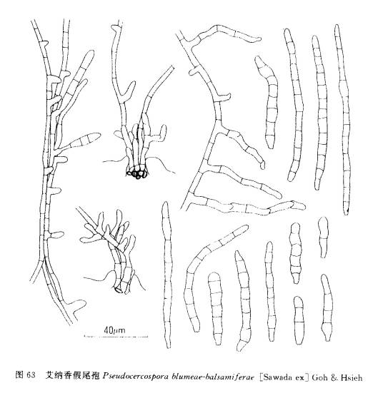 艾纳香尾孢_百度百科