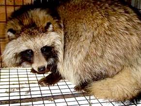 白毛福建兔-5_百度百科