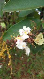 Qualea multiflora_百度百科