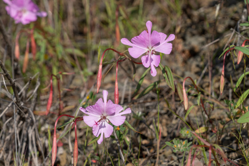 Clarkia breweri_百度百科