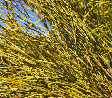 Exocarpos sparteus_百度百科