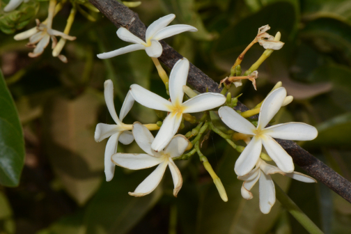 Saba senegalensis_百度百科