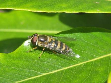 宽带优蚜蝇_百度百科