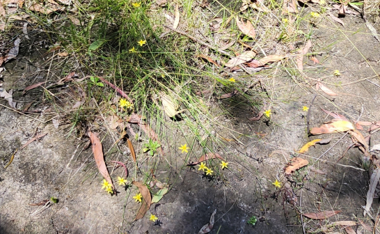 Tricoryne elatior_百度百科